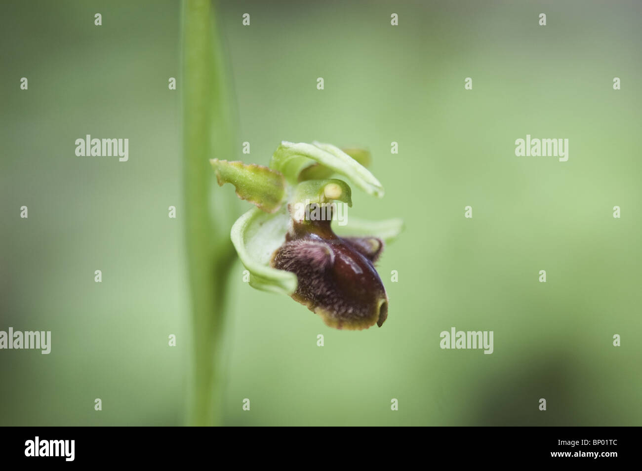 Early Spider Wild orchid (Ophrys sphegodes Stock Photo - Alamy