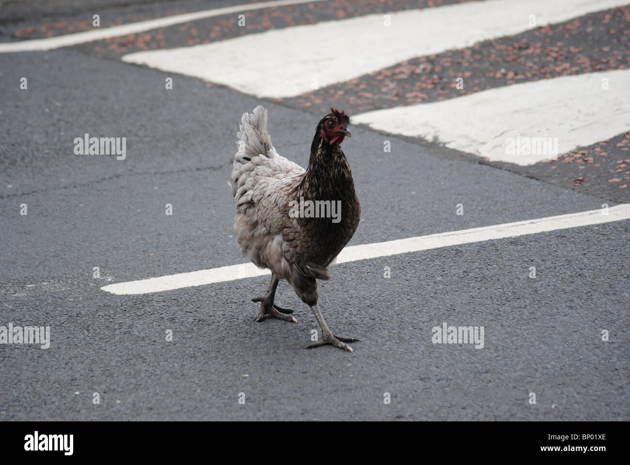 Chicken on the run hi-res stock photography and images - Alamy