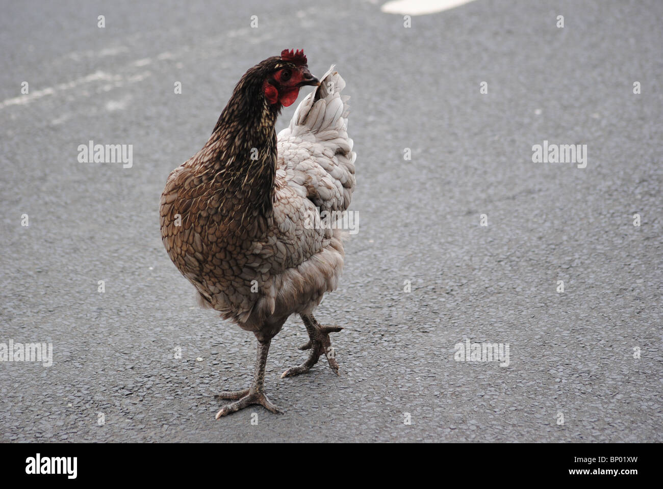 Chicken on the run hi-res stock photography and images - Alamy