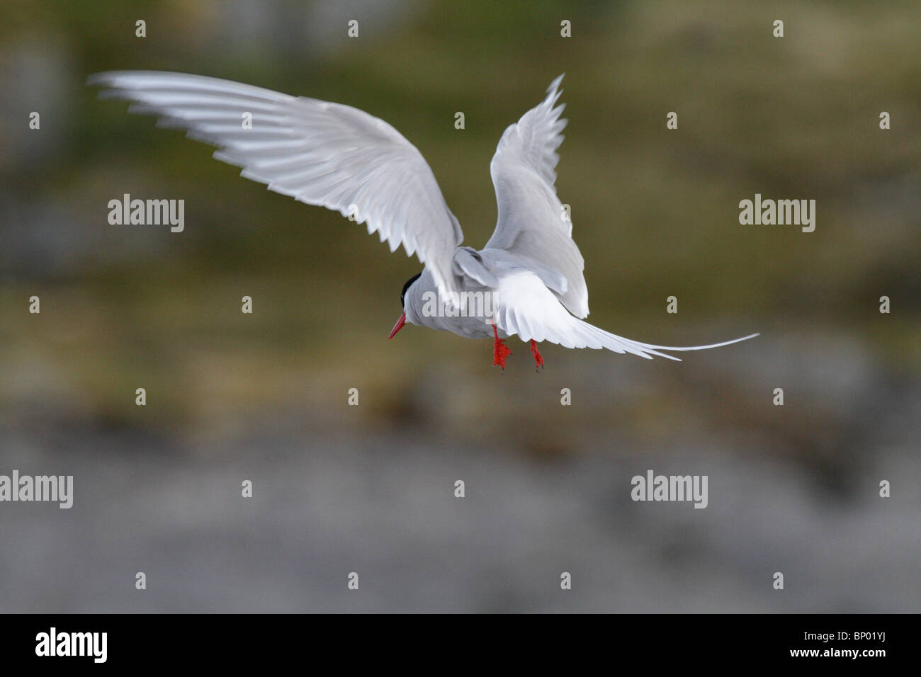 Arctic tern in flight hovering hi-res stock photography and images - Alamy