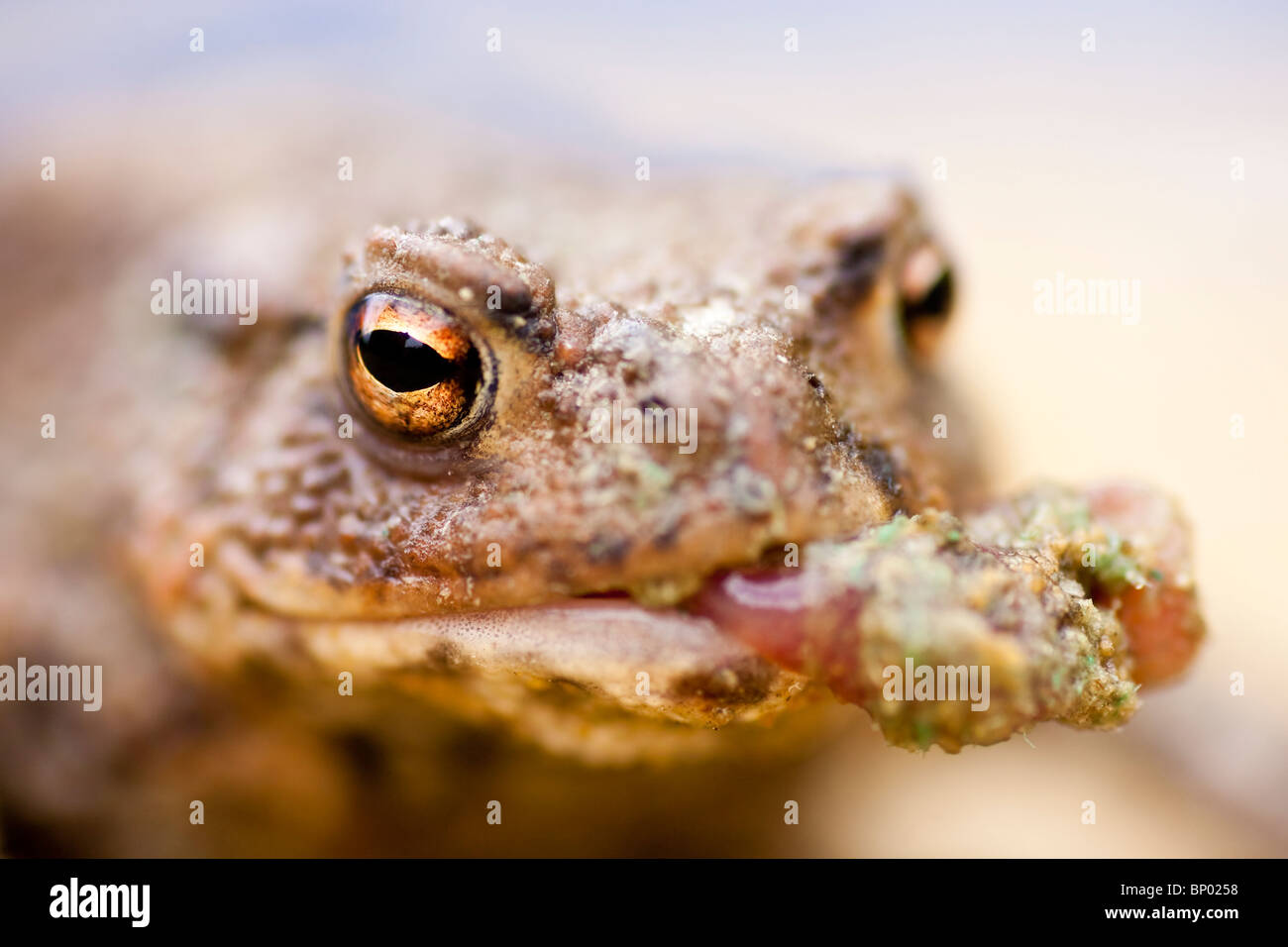 Toad tongue hi-res stock photography and images - Alamy