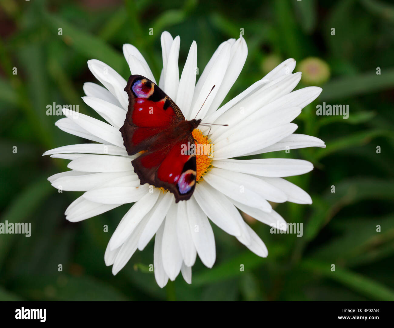 Palin eyes (Inachis io amphiesmenoptera) butterfly at the chamomile ...