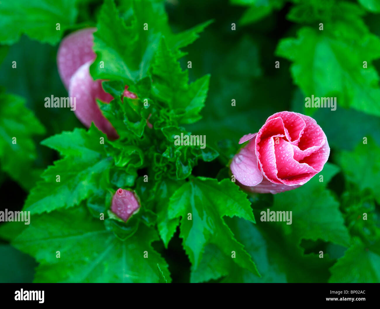 Leaves, flowers and bud of mallow, with raindrops Stock Photo - Alamy