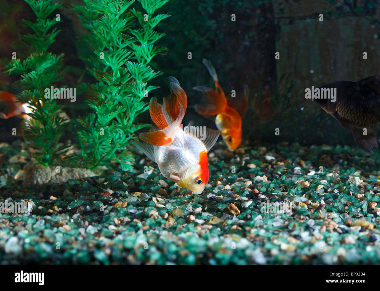 Decorative fishes floating in aquarium Stock Photo - Alamy