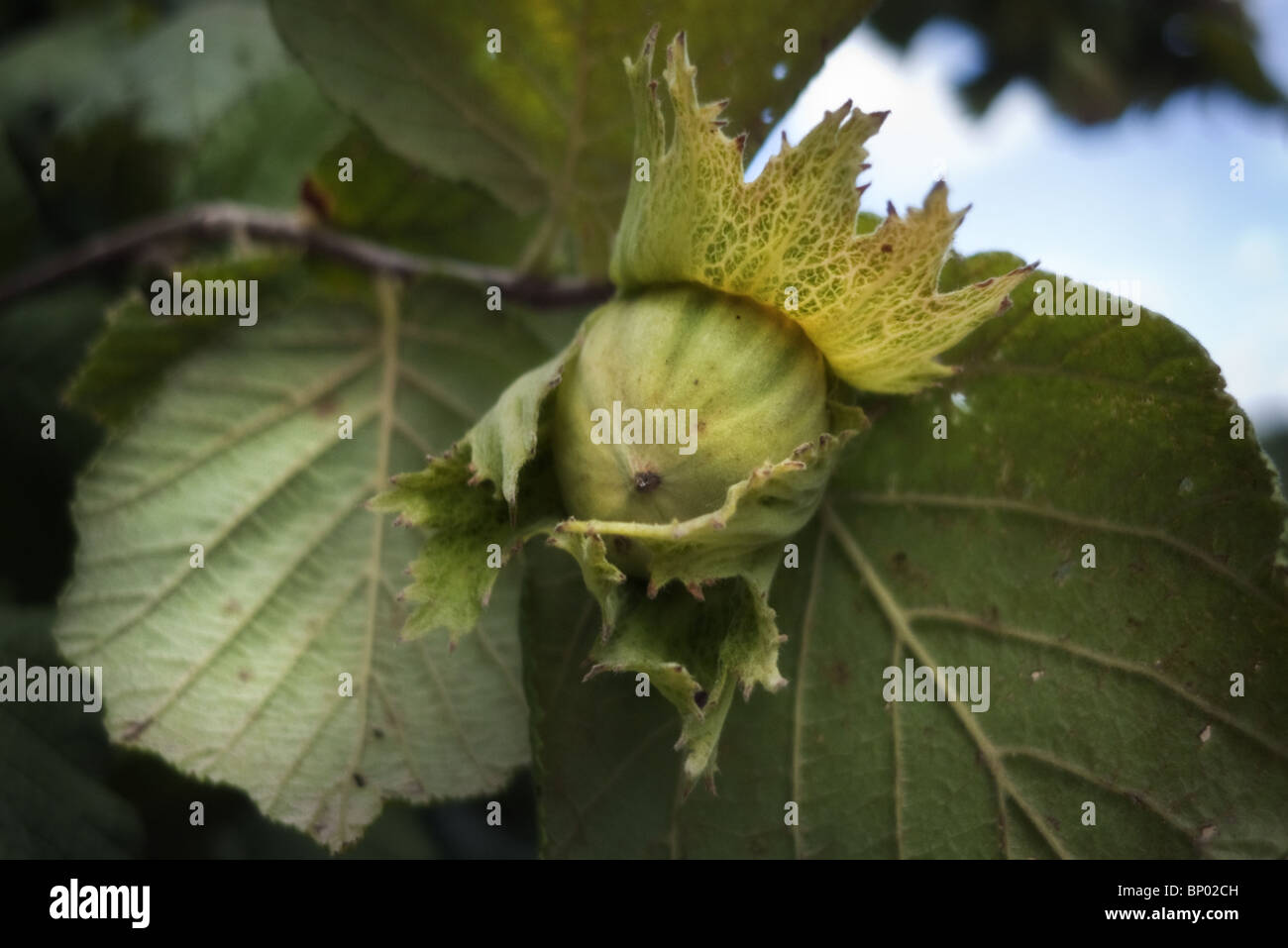 Hazelnut fruit, nut of hazel tree Stock Photo - Alamy