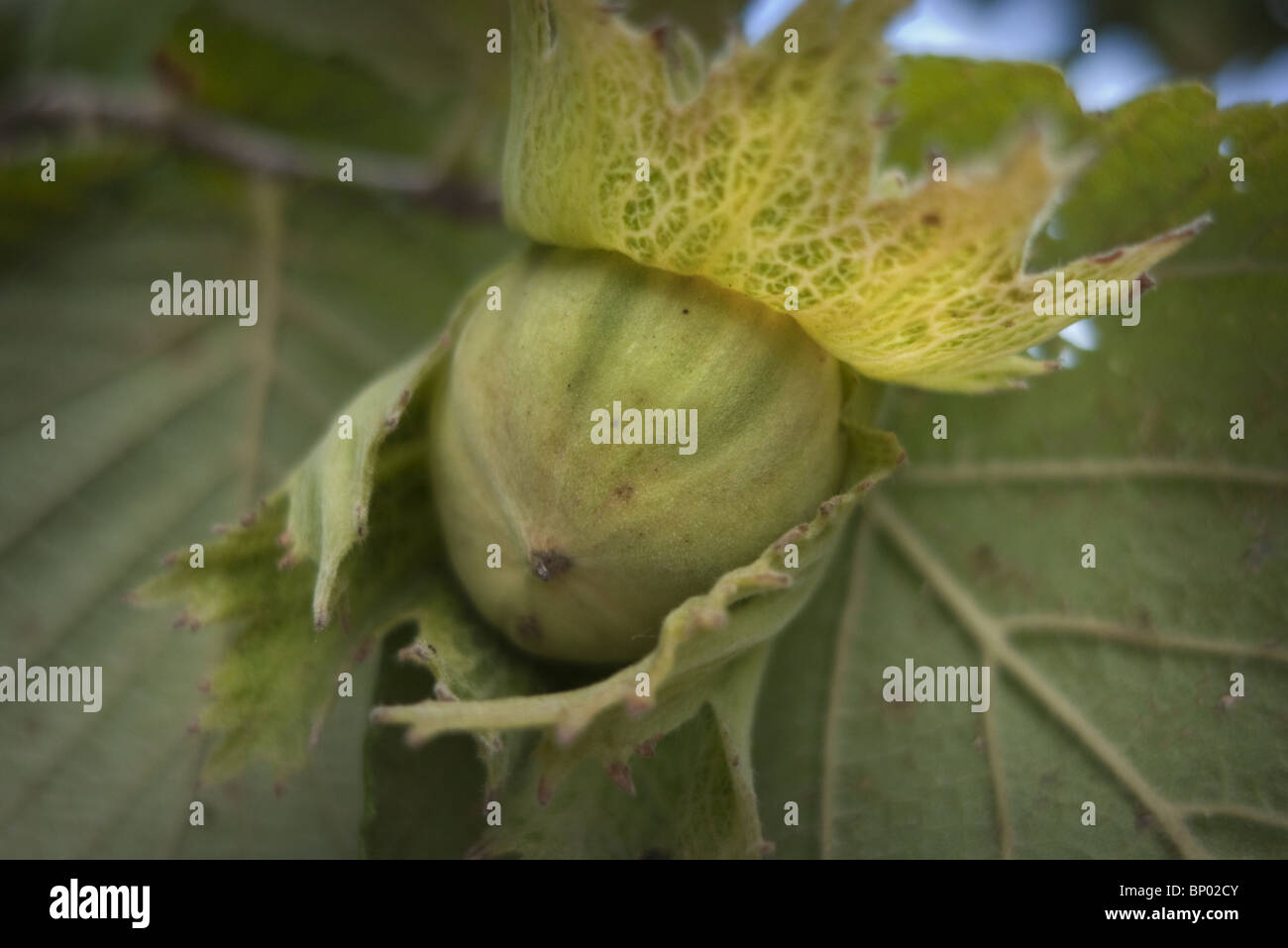 Hazelnut fruit, nut of hazel tree Stock Photo - Alamy
