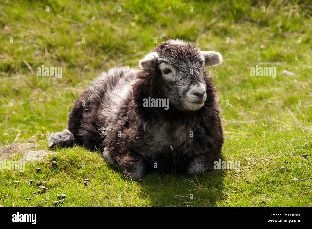A Herdwick lamb on a fell in Cumbria. Born black they grow to grey in ...