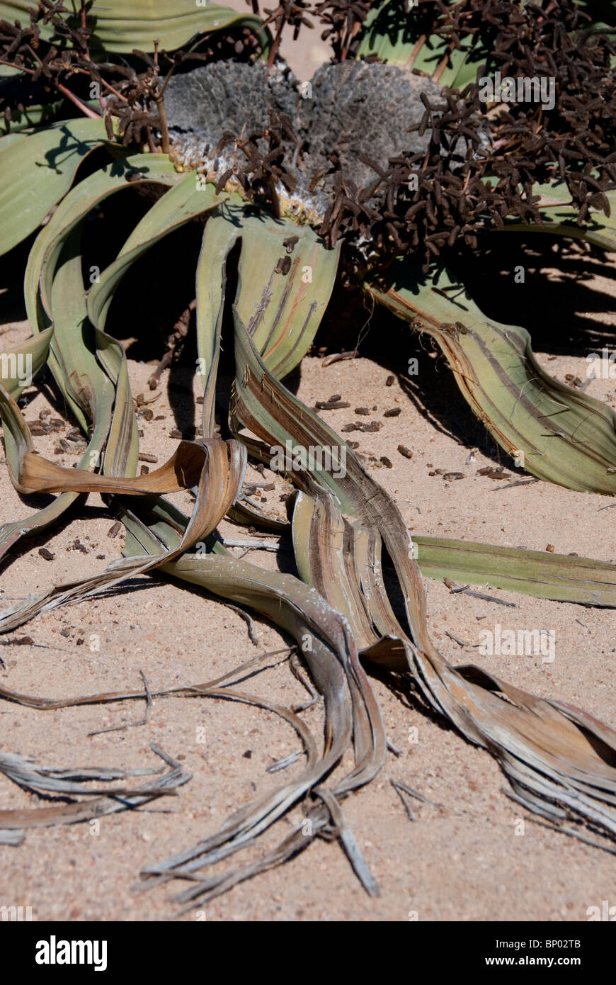 Africa, Namibia, Walvis Bay. Namib-Naukluft National Park. Endemic rare ...