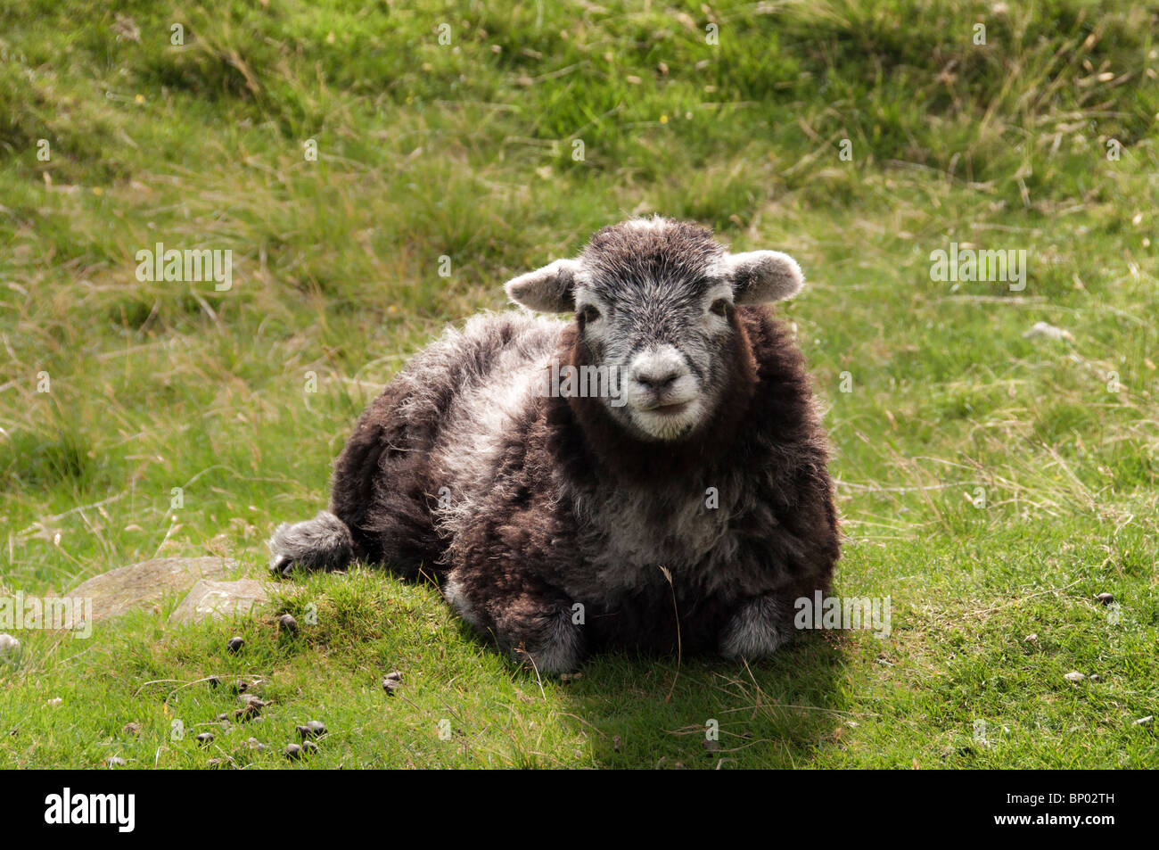 Older ewes hi-res stock photography and images - Alamy