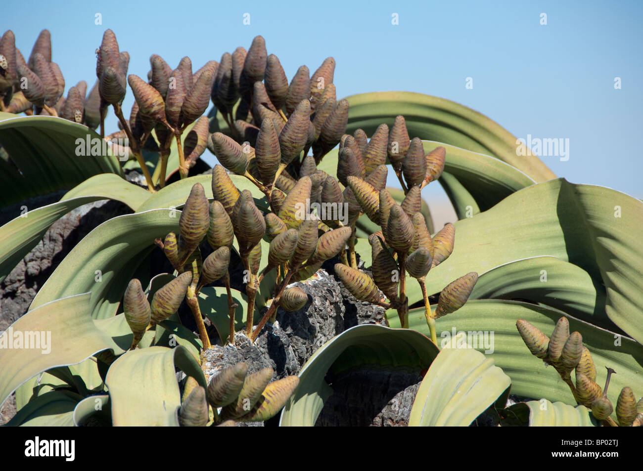 Welwitschia namib desert namibia plant hi-res stock photography and ...