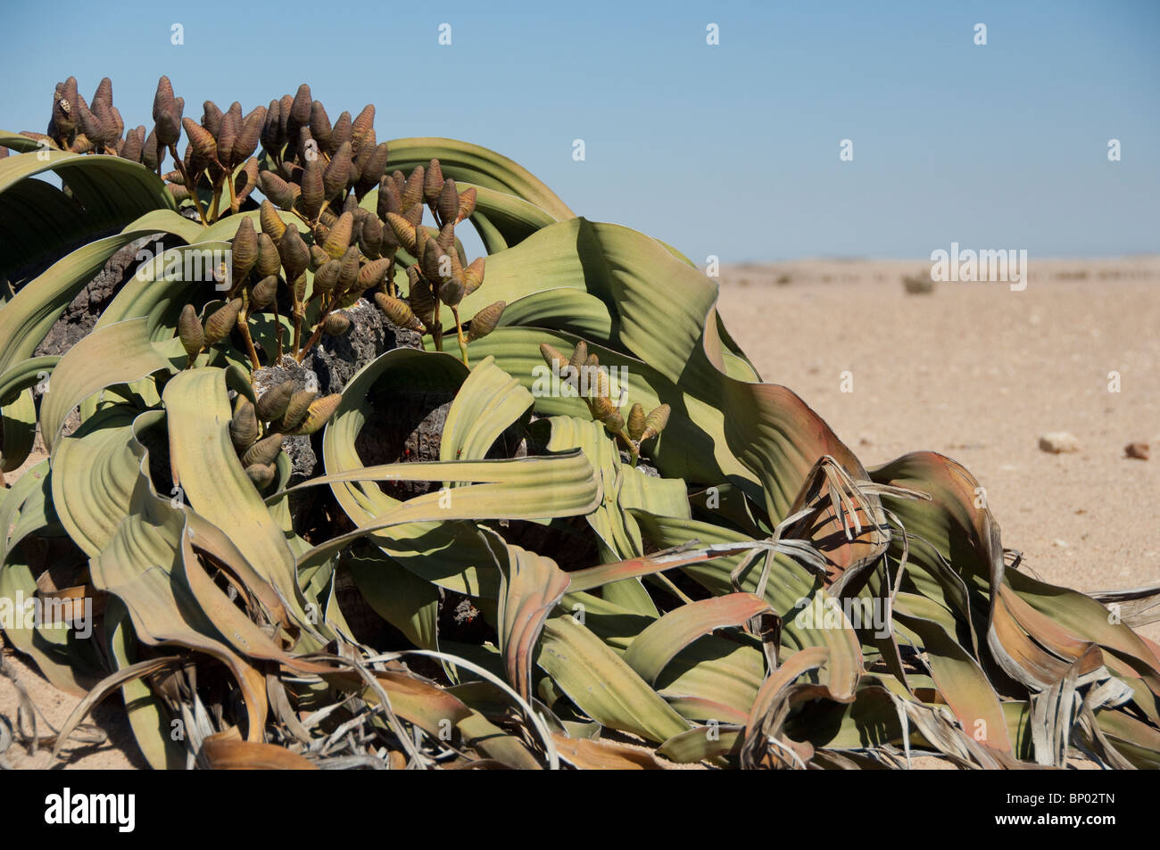 Welwitschia namibia skeleton hi-res stock photography and images - Alamy