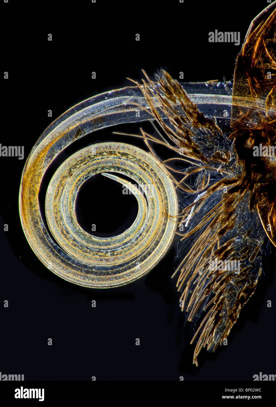 Entomology lepidoptera nectar feeder microscope darkfield ...