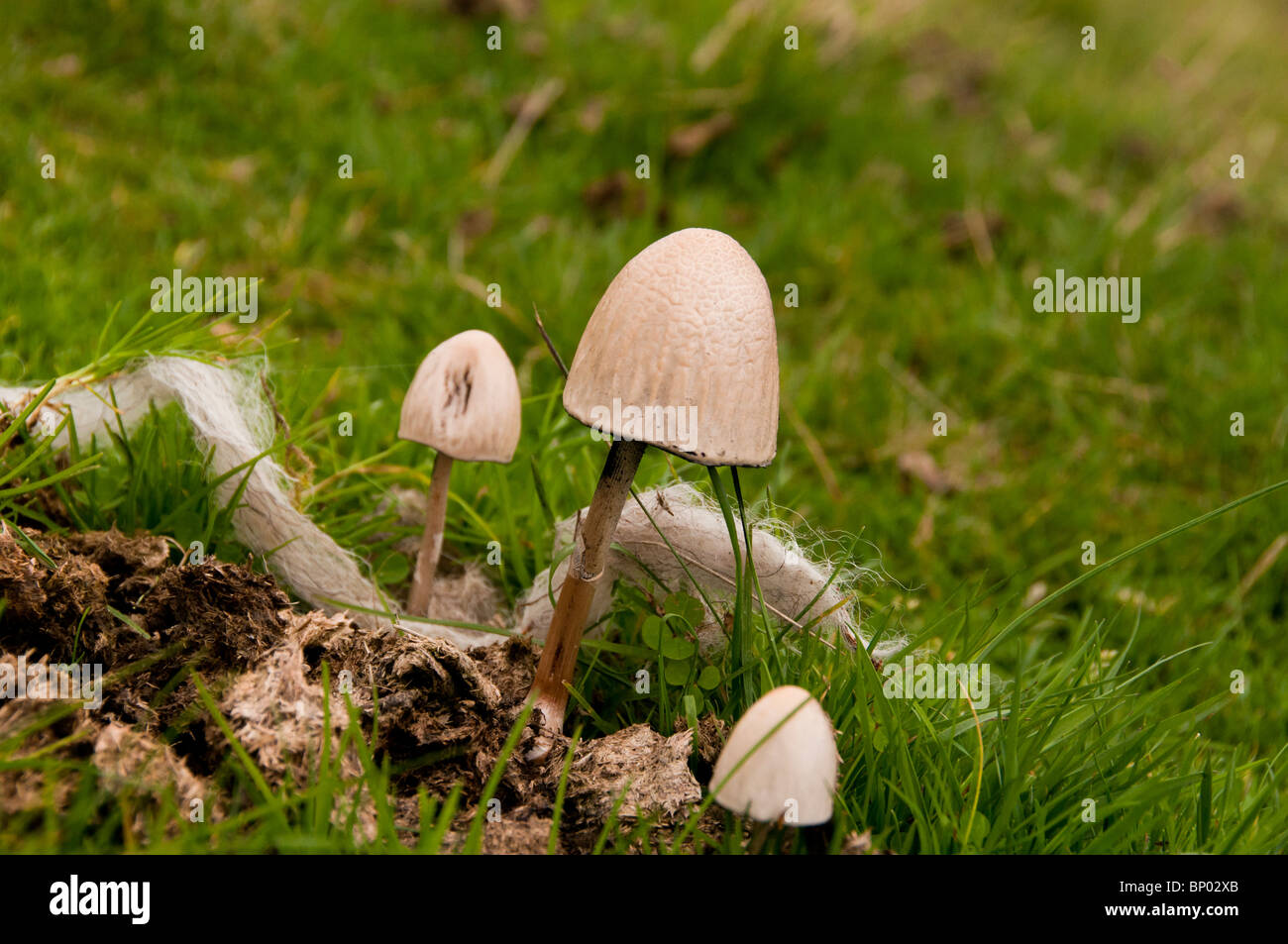 Fungi in a meadow in the Lake District Stock Photo - Alamy