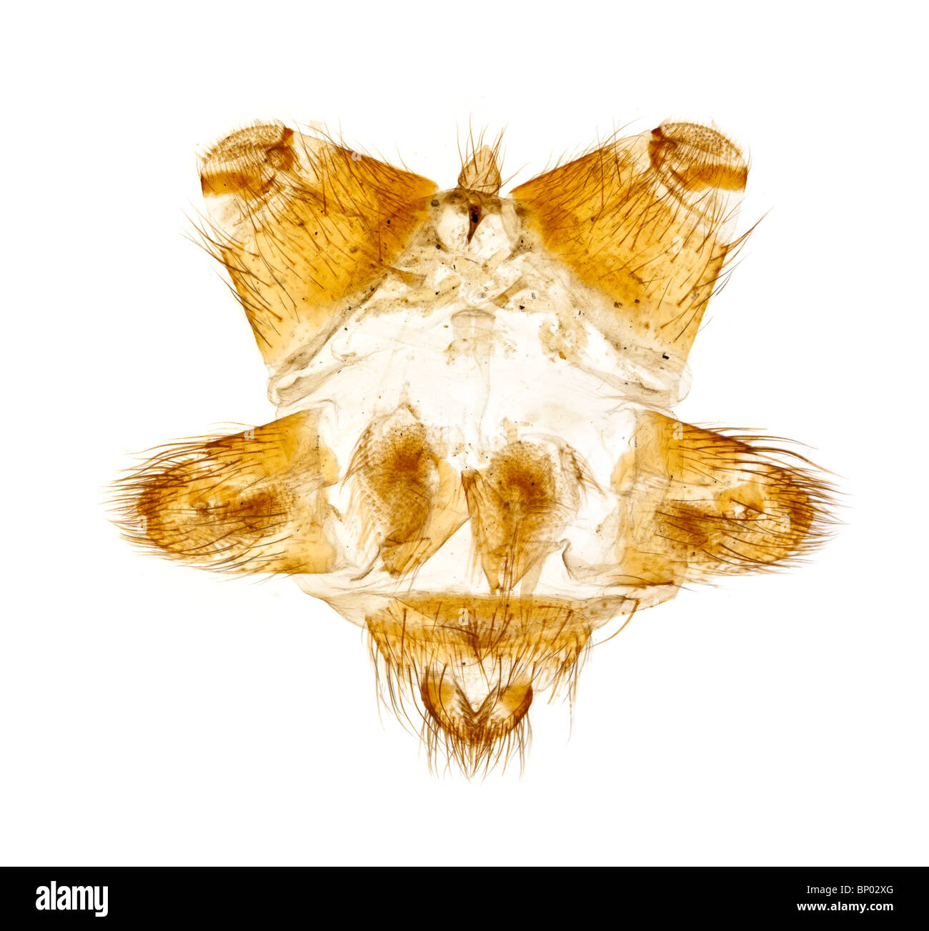 Spider silk microscope hi-res stock photography and images - Alamy