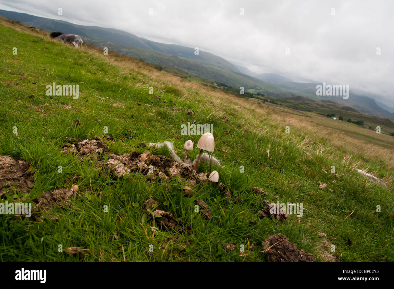 Fungi in a meadow near Ulpha, Cumbria Stock Photo - Alamy