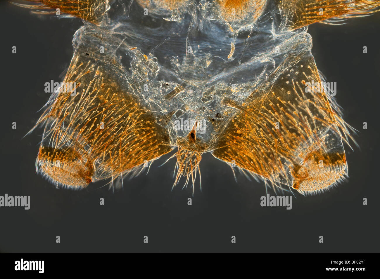 Spider spinneret detail, darkfield photomicrograph Stock Photo - Alamy