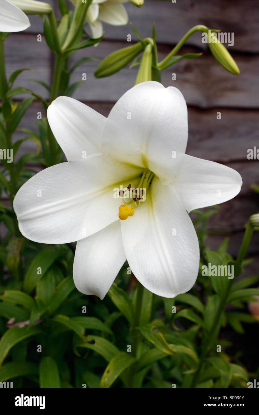 White heaven trumpet lily hi-res stock photography and images - Alamy