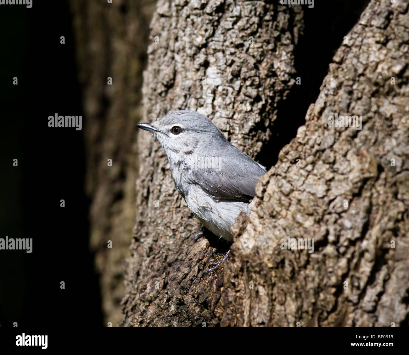 African grey flycatcher hi-res stock photography and images - Alamy