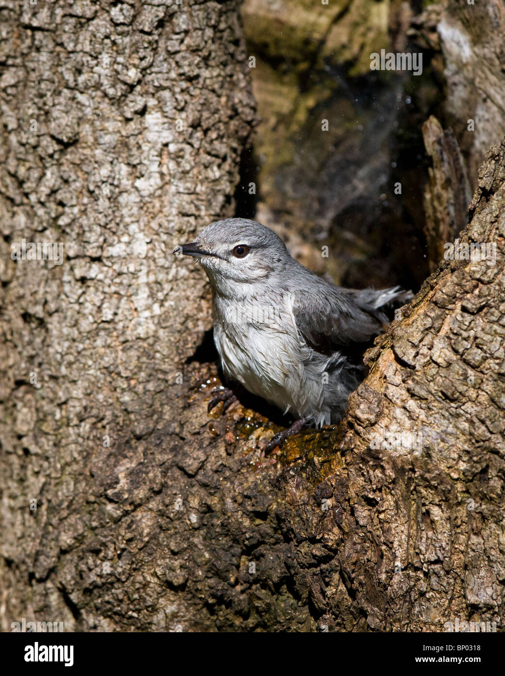 Grey flycatcher hi-res stock photography and images - Alamy