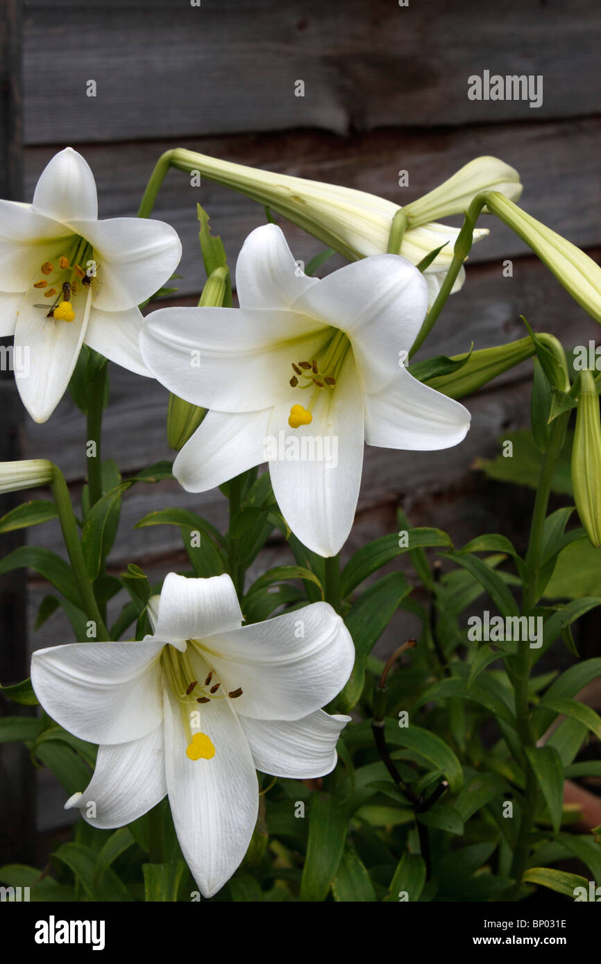 LILIUM WHITE HEAVEN. LILY Stock Photo - Alamy