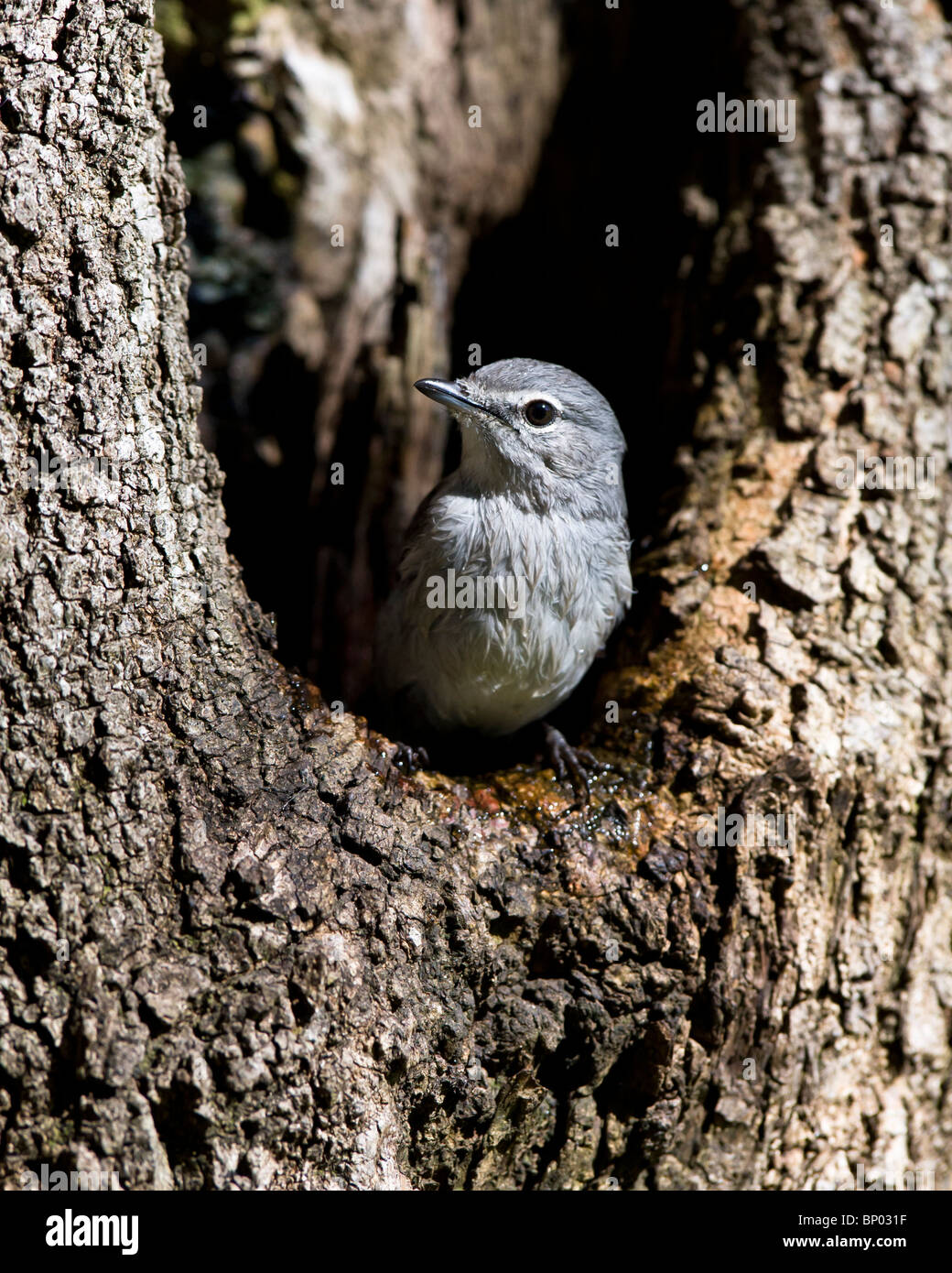 African grey flycatchers hi-res stock photography and images - Alamy
