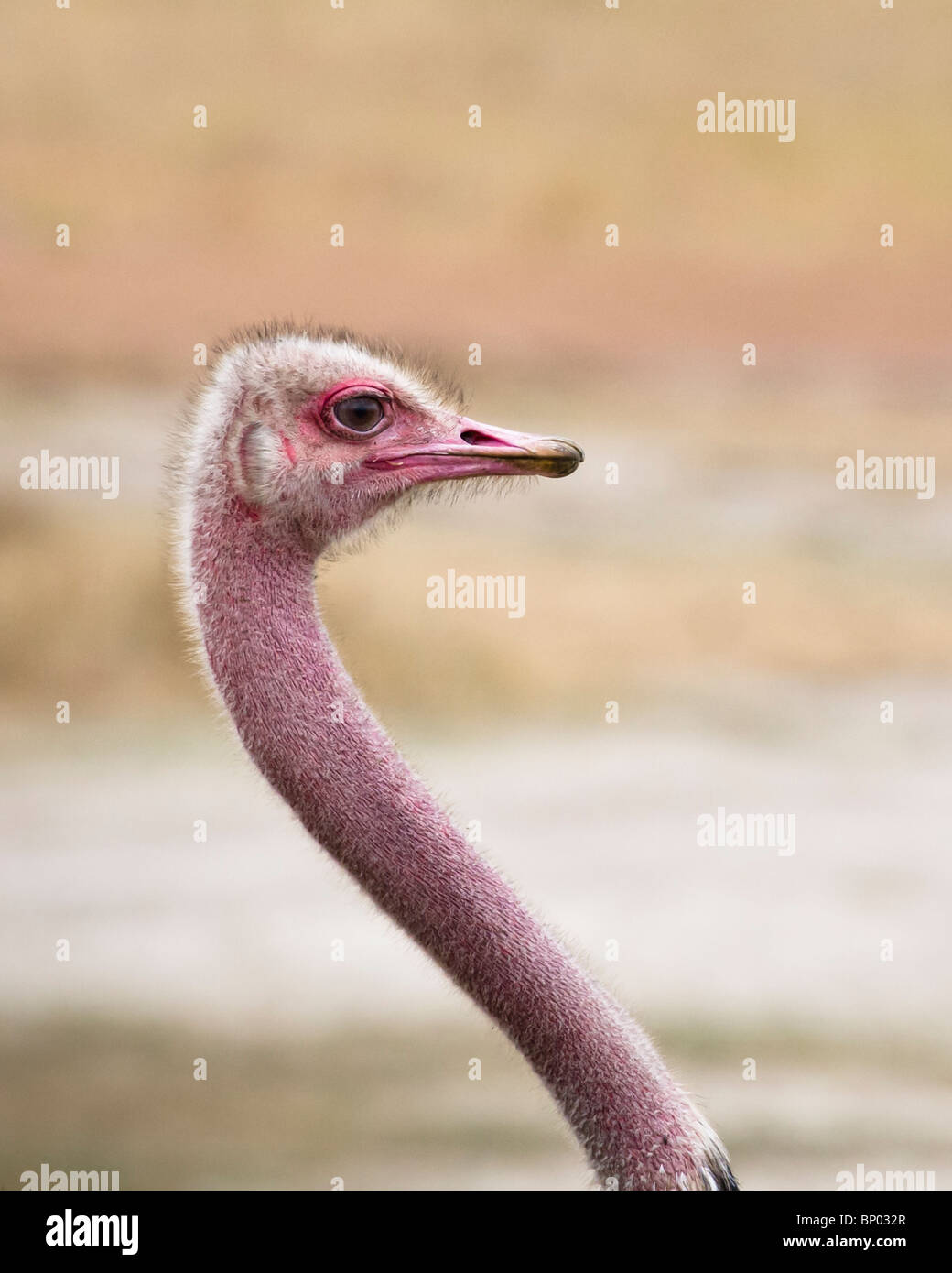 Common Ostrich (Struthio camelus), Serengeti, Tanzania, July 2007 Stock ...