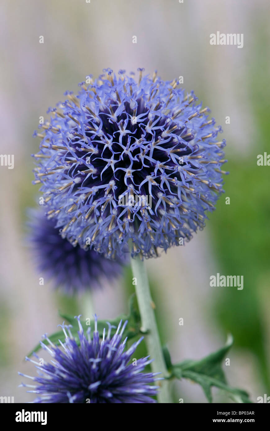 Echinops border hi-res stock photography and images - Alamy