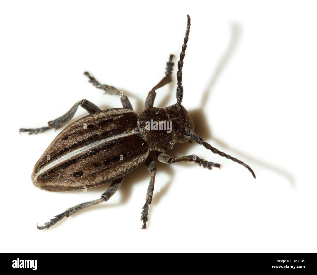 Beetle in front of white background, isolated Stock Photo - Alamy