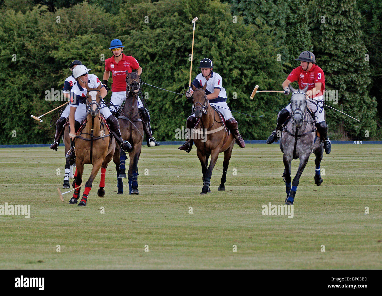 Breaking a polo stick between the ponies front legs Stock Photo - Alamy
