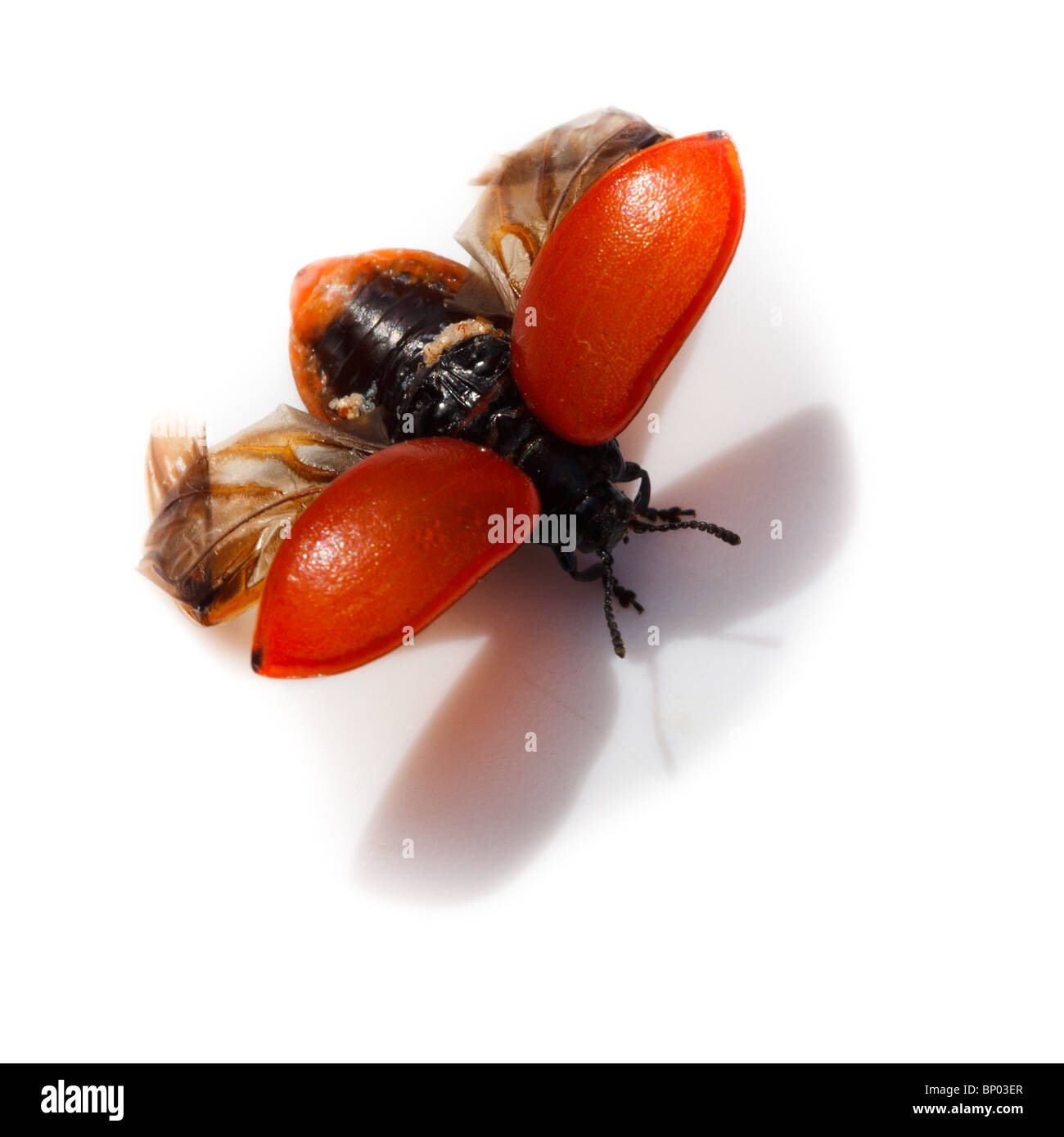 Beetle in front of white background, isolated Stock Photo - Alamy