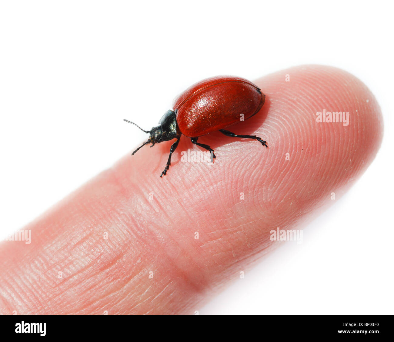 Beetle in front of white background, isolated Stock Photo - Alamy