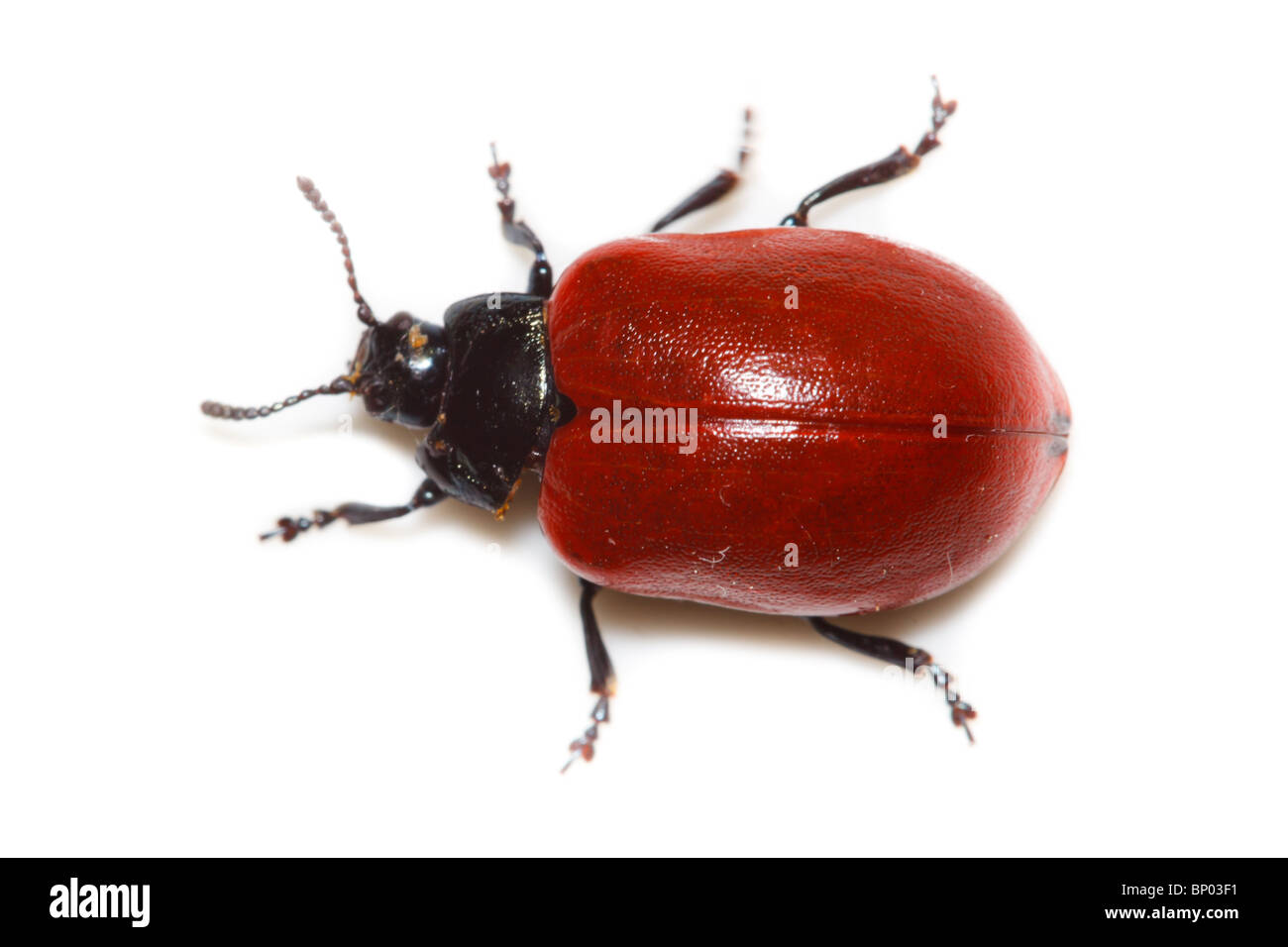Beetle in front of white background, isolated Stock Photo - Alamy