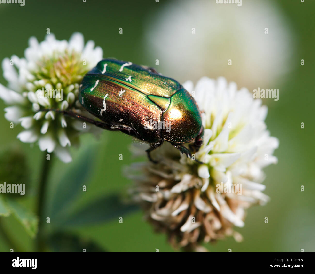 Cetonia aurata, rose chafer in the wild nature Stock Photo - Alamy