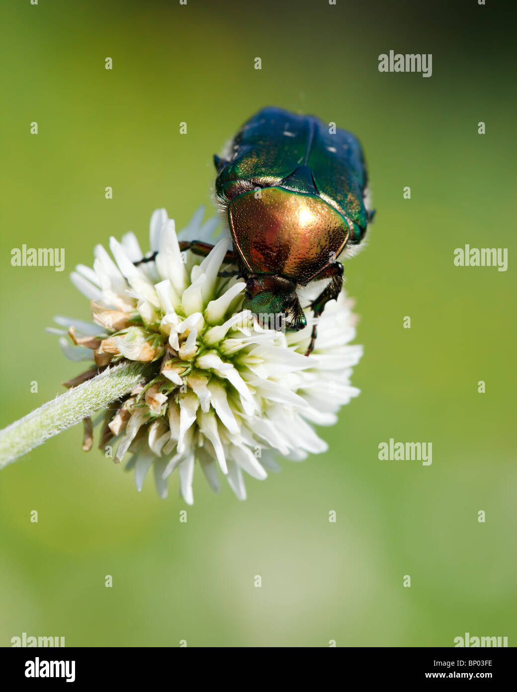 Chafer bug hi-res stock photography and images - Alamy