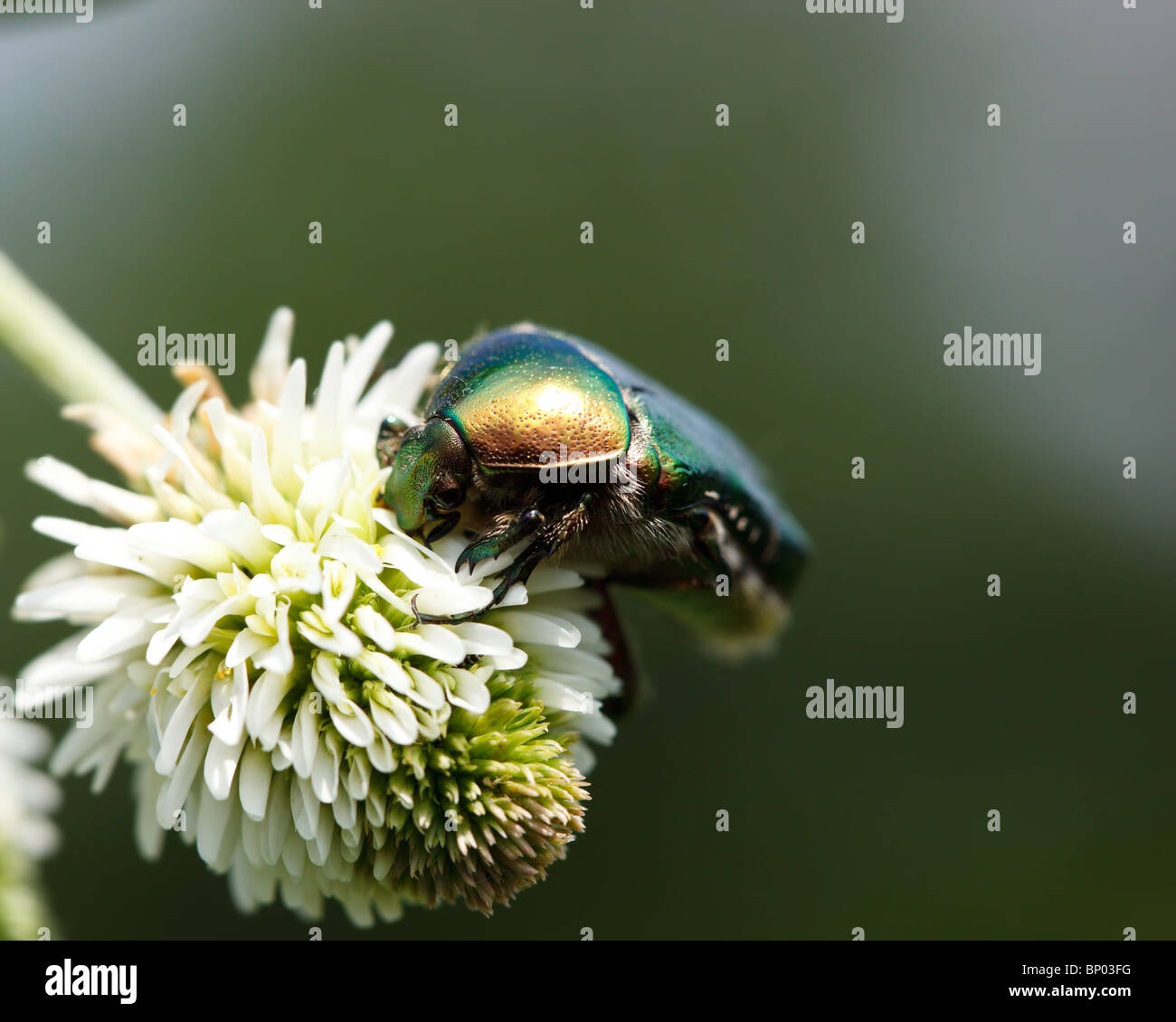 Cetonia aurata, rose chafer in the wild nature Stock Photo - Alamy