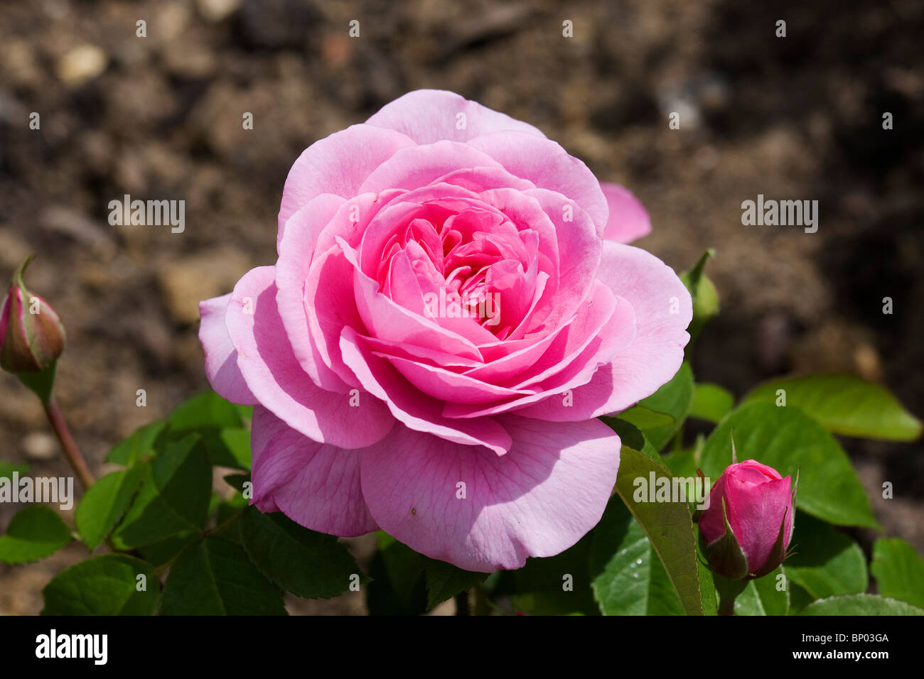 A pink rose Stock Photo - Alamy