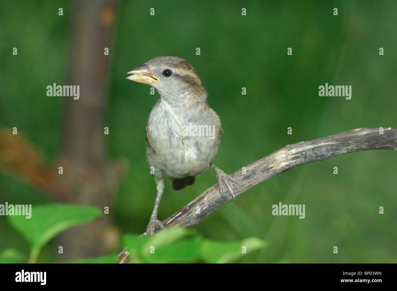 Sparrow on a limb with open beak and a seed Stock Photo - Alamy