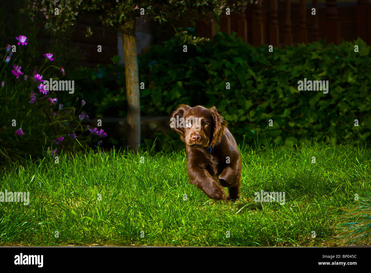 Brown cocker spaniel puppy running Stock Photo - Alamy