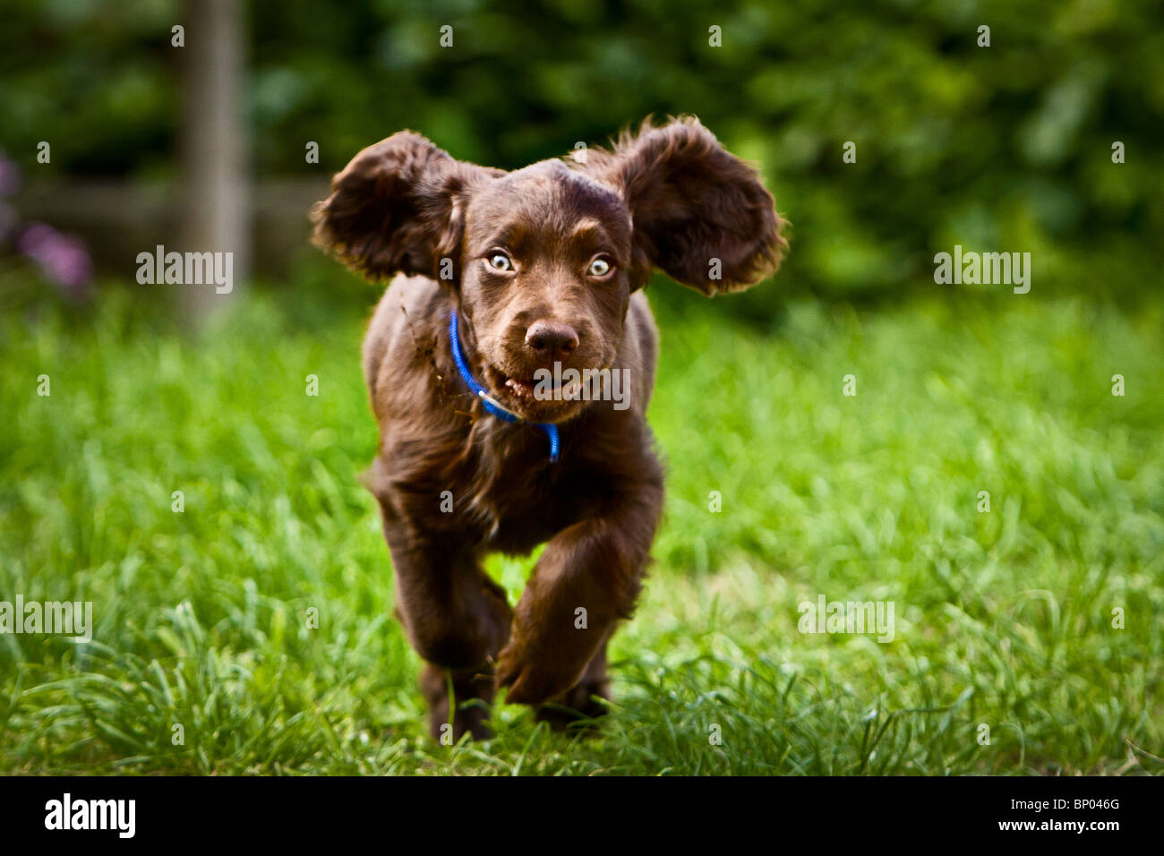 Brown cocker spaniel puppy running Stock Photo - Alamy