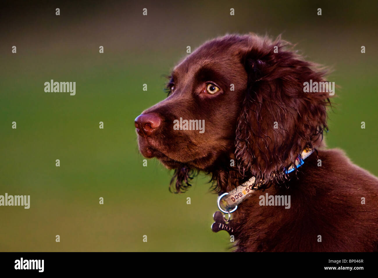 Head and shoulders portrait of a brown working cocker spaniel puppy in ...