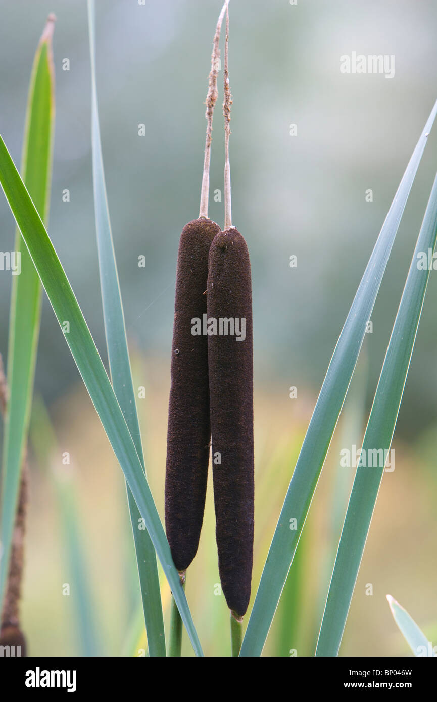 Bulrush rush rushes hi-res stock photography and images - Alamy