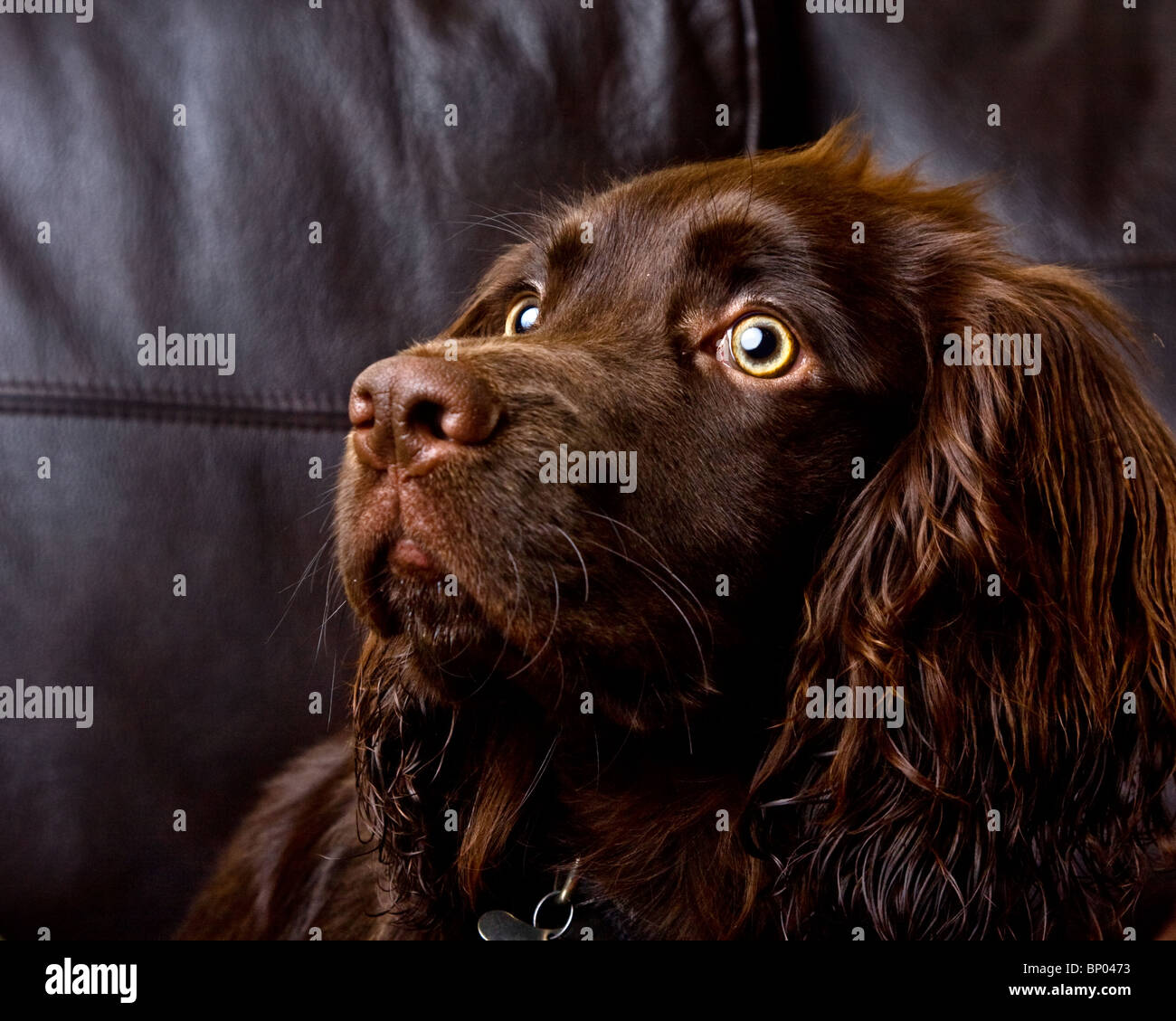 Brown working cocker hi-res stock photography and images - Alamy