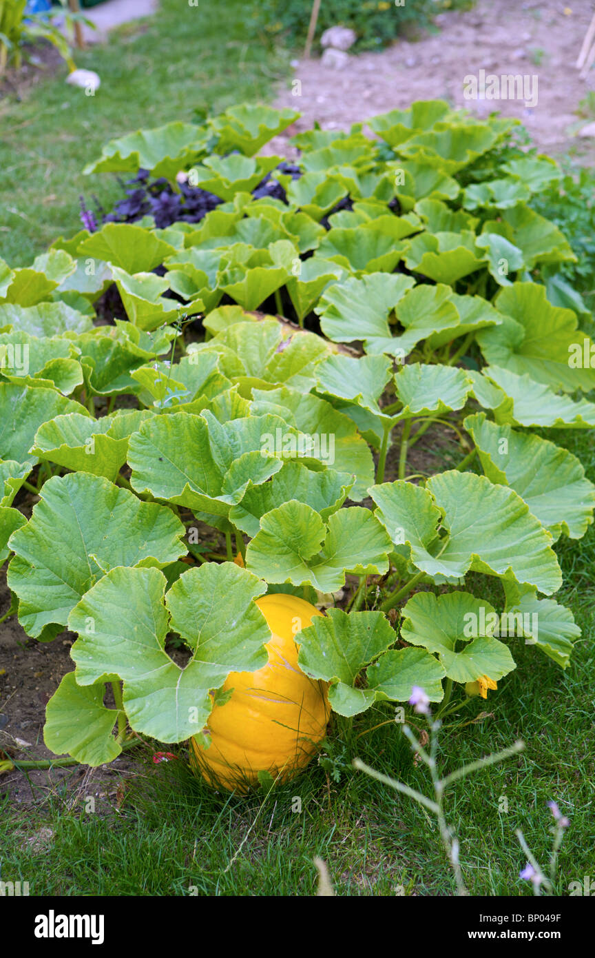Pumpkins growing on an allotment Stock Photo - Alamy