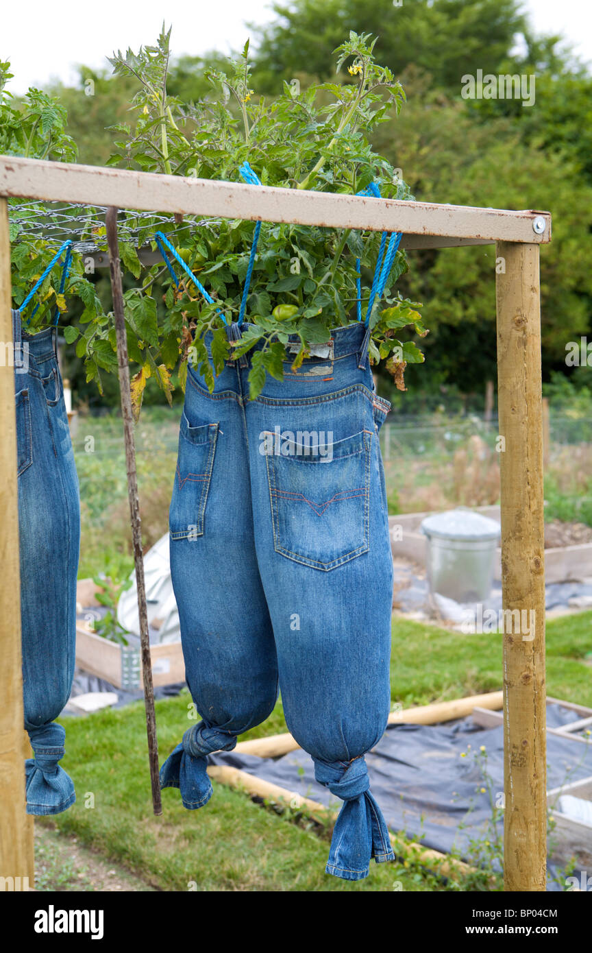 Pair of old denim jeans used to plant tomatoes in Stock Photo - Alamy