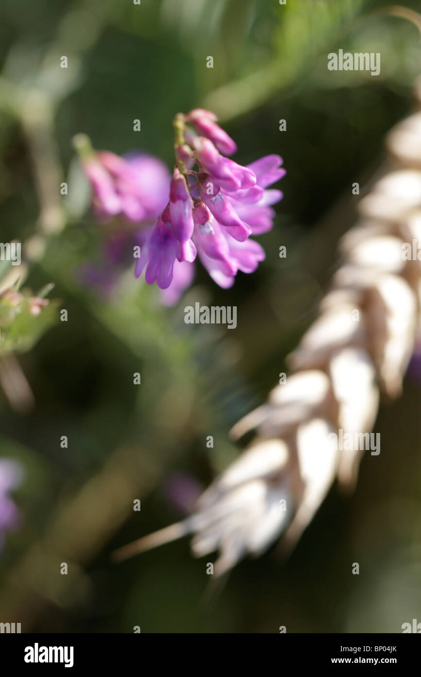 Wheat and Vetch in a field Stock Photo - Alamy