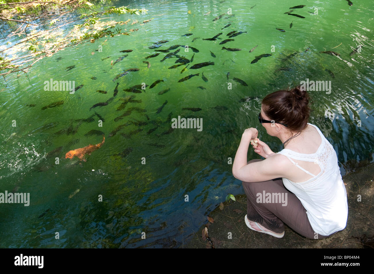 Women hand feeding the fish at the Blue water island resort, were you ...