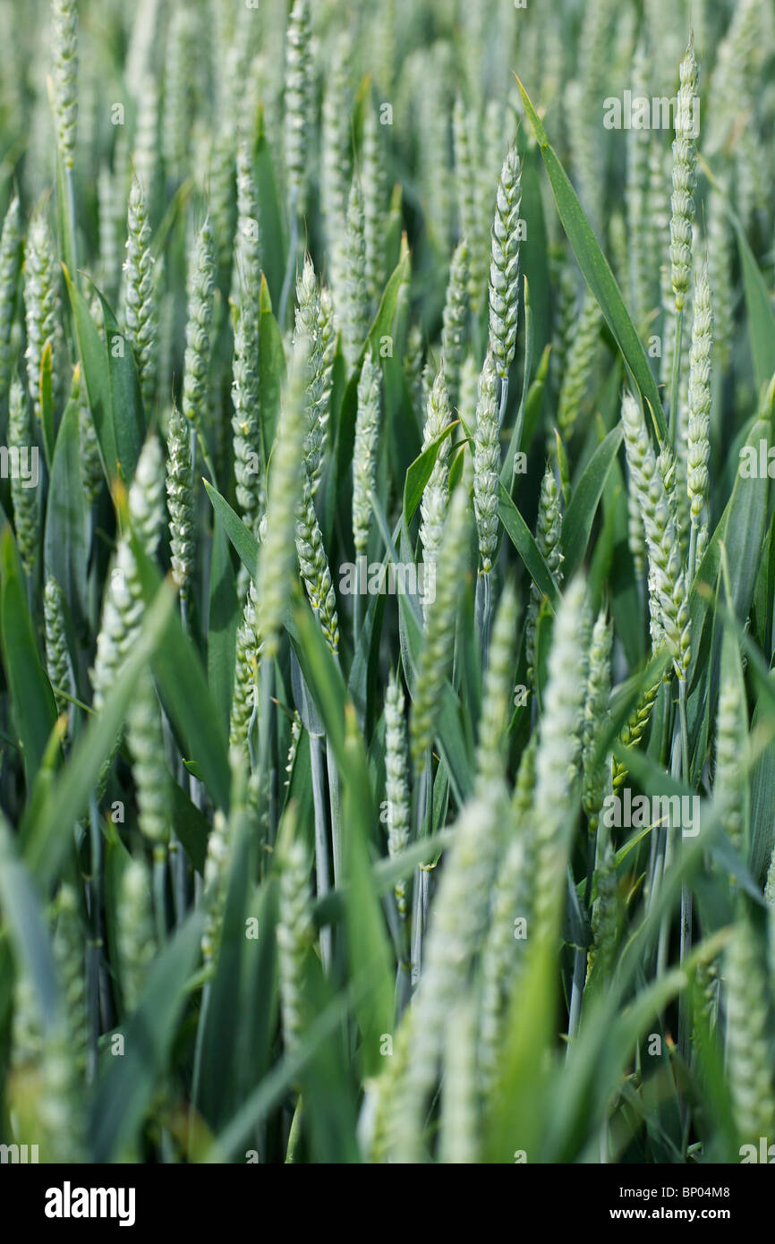 Field salad winter harvest hi-res stock photography and images - Alamy