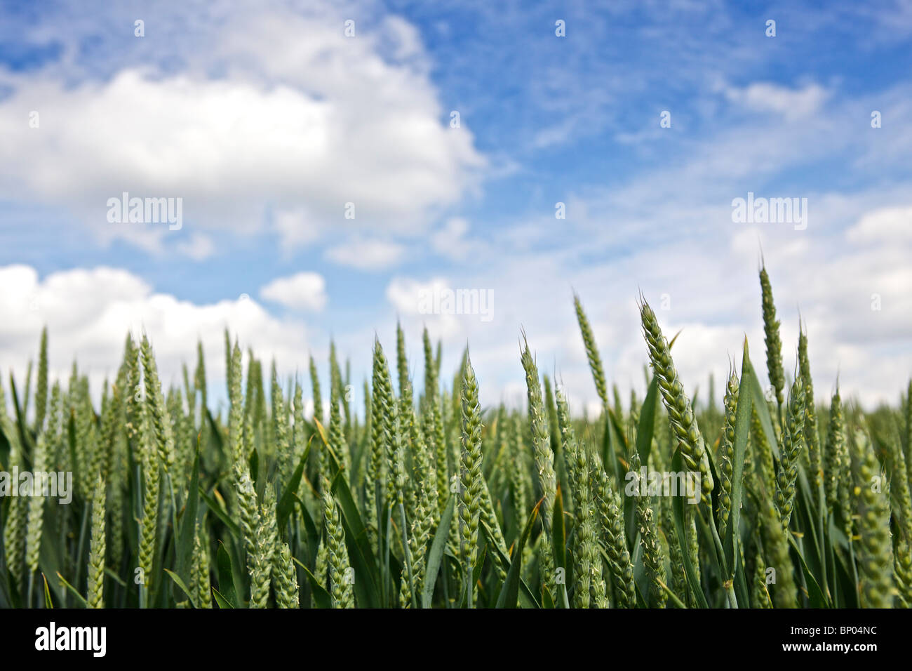 wheat crop in a field Stock Photo - Alamy