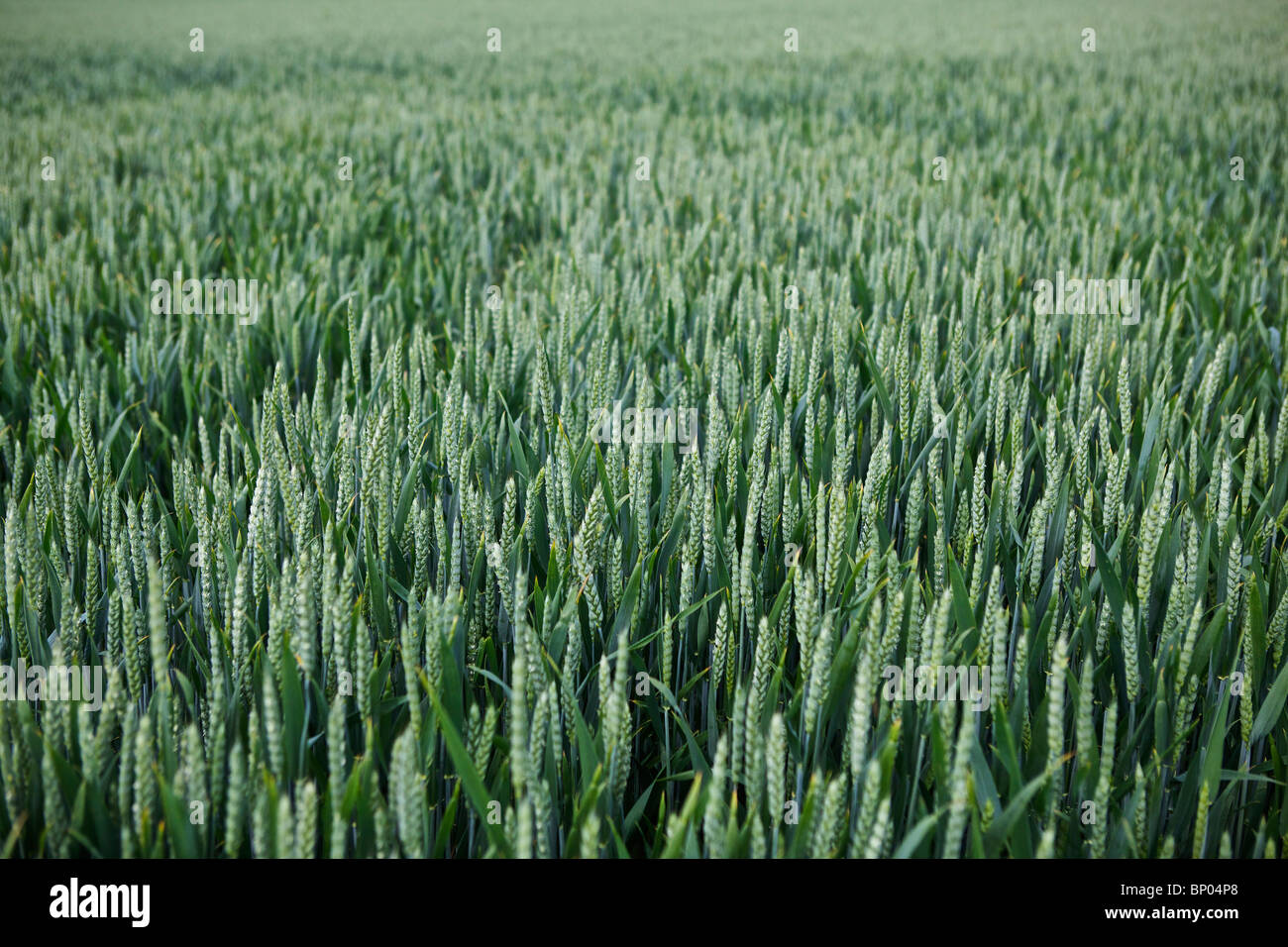 wheat crop in a field Stock Photo - Alamy