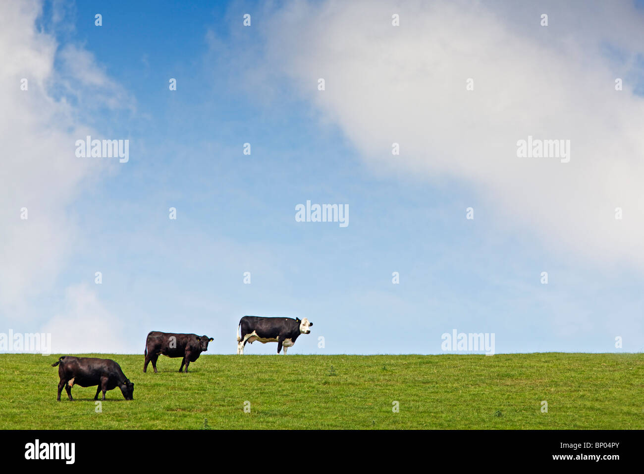 Three cows standing in a field against blue sky Stock Photo - Alamy